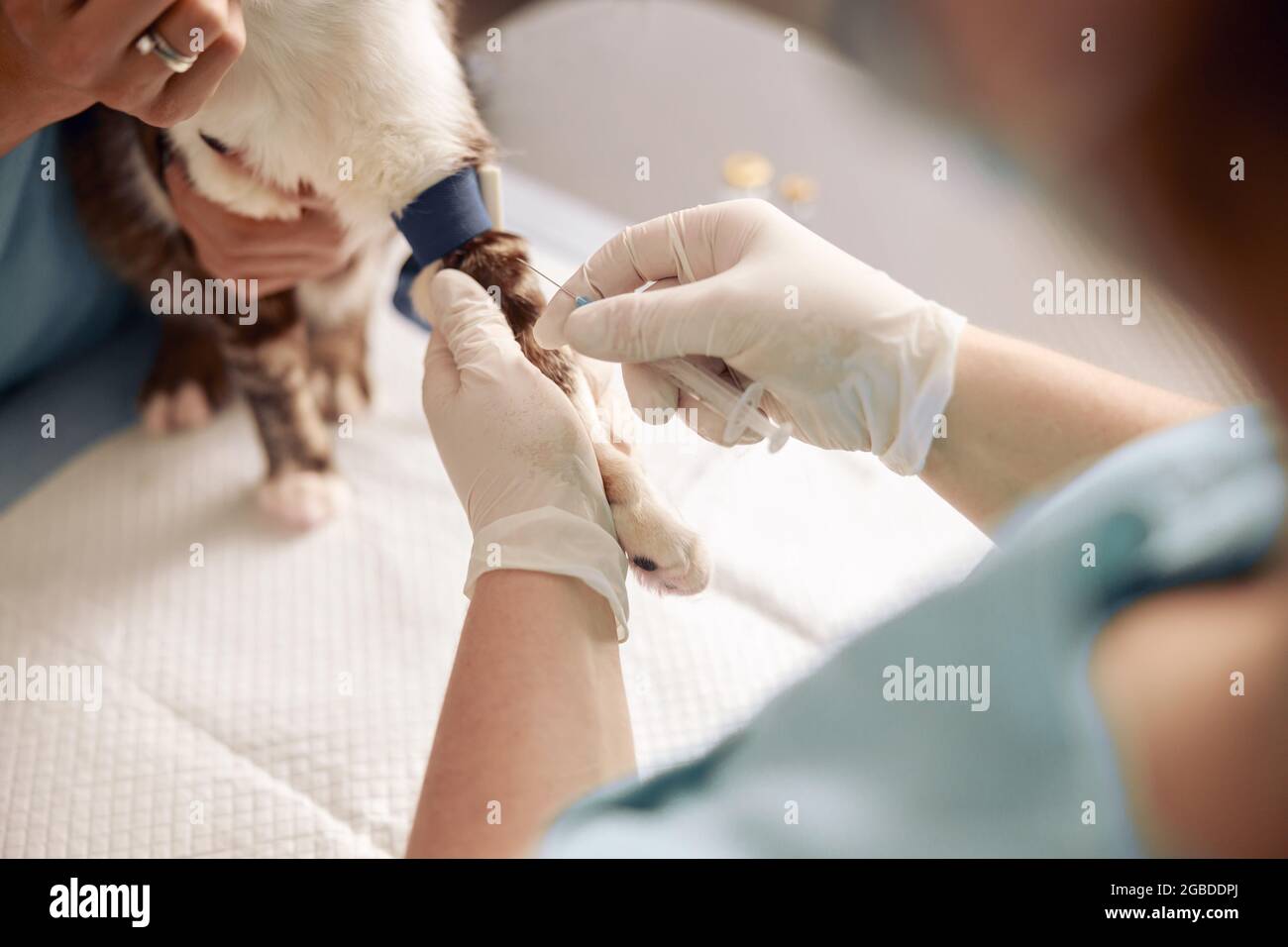 Veterinarian cat injection hi-res stock photography and images - Alamy