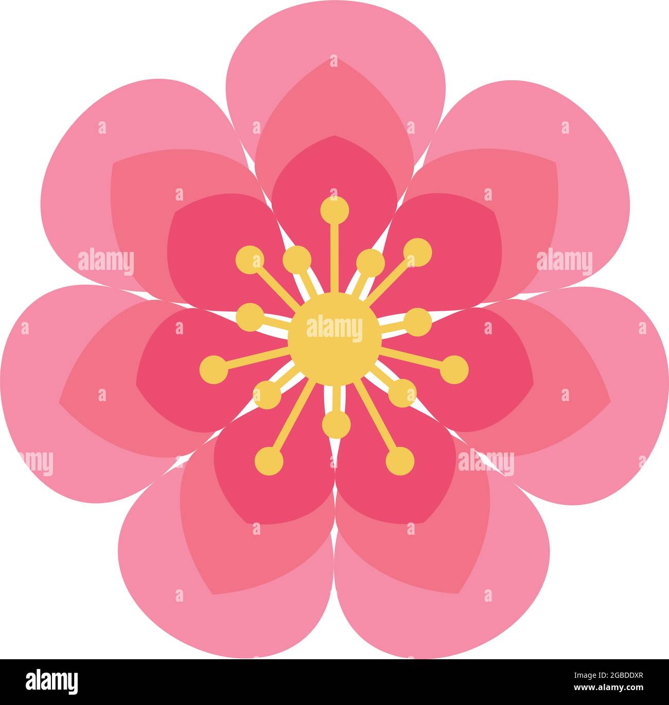 Pink chinese hibiscus flower Stock Vector Images - Alamy