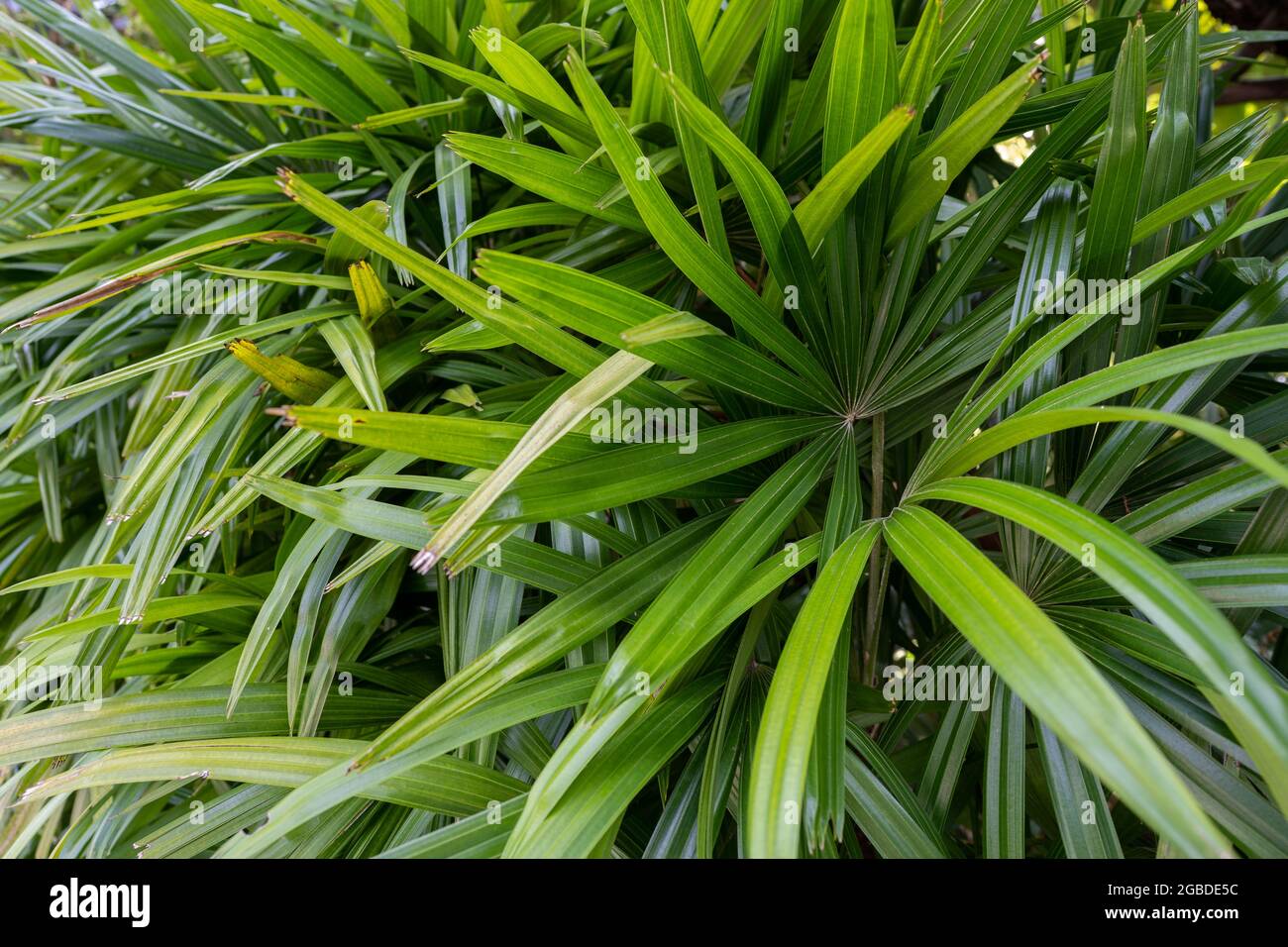 Palmera plants hi-res stock photography and images - Alamy