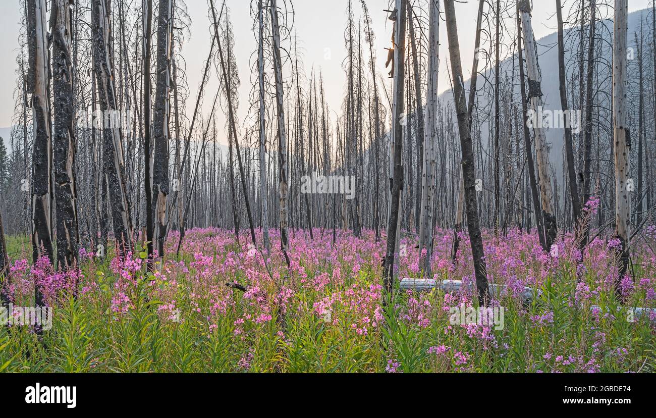 Fireweed (Chamaenerion angustifolium) growing among forest fire tree ...