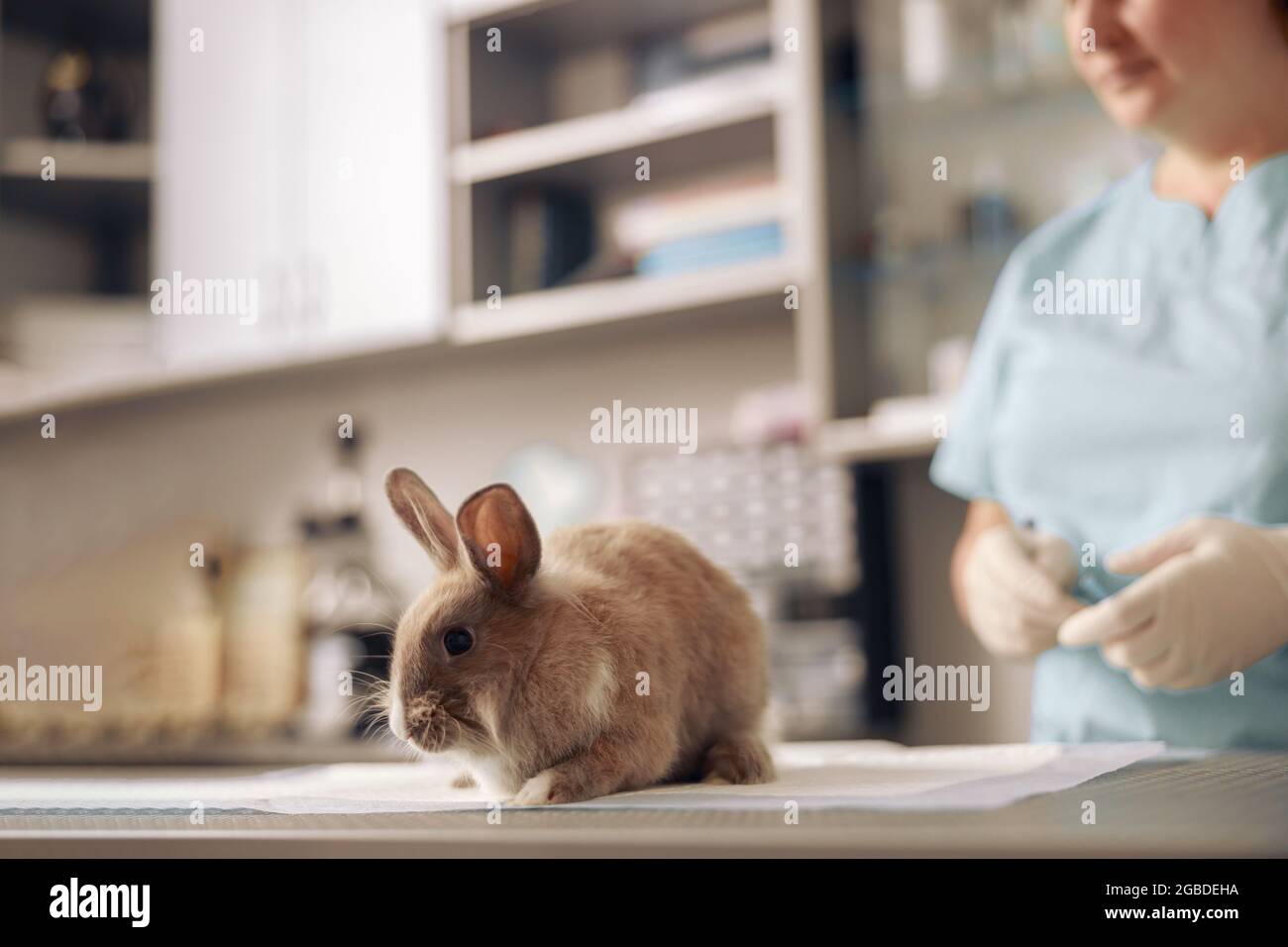 Female bunny rabbit at table hi-res stock photography and images - Alamy
