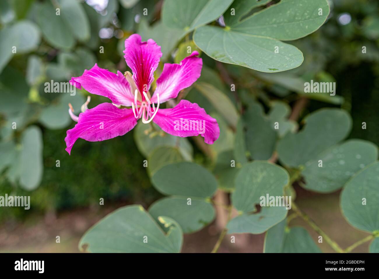 High angle shot of pink bauhinia on the bush in the garden Stock Photo ...