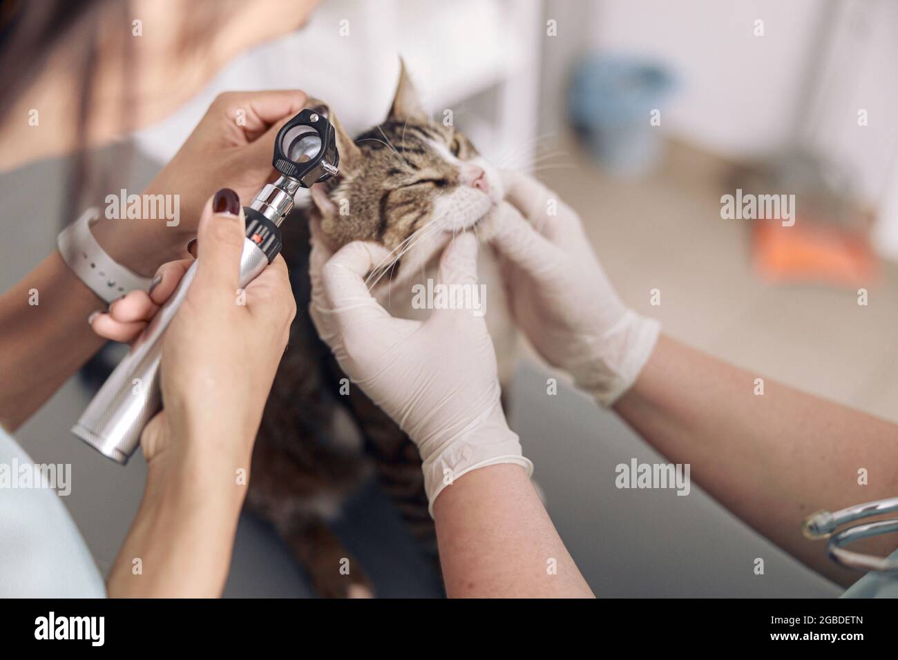 Veterinarian looks into otoscope examining cat ear with in modern ...