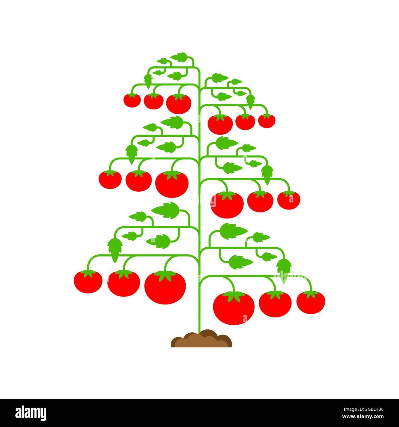 Tomato bush isolated. Tomatos vector illustration. Vegetable Stock ...