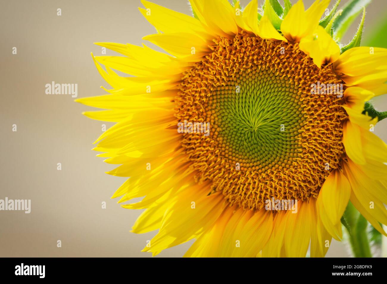 A newly opened sunflower. Tan background. Copy space to the left Stock ...