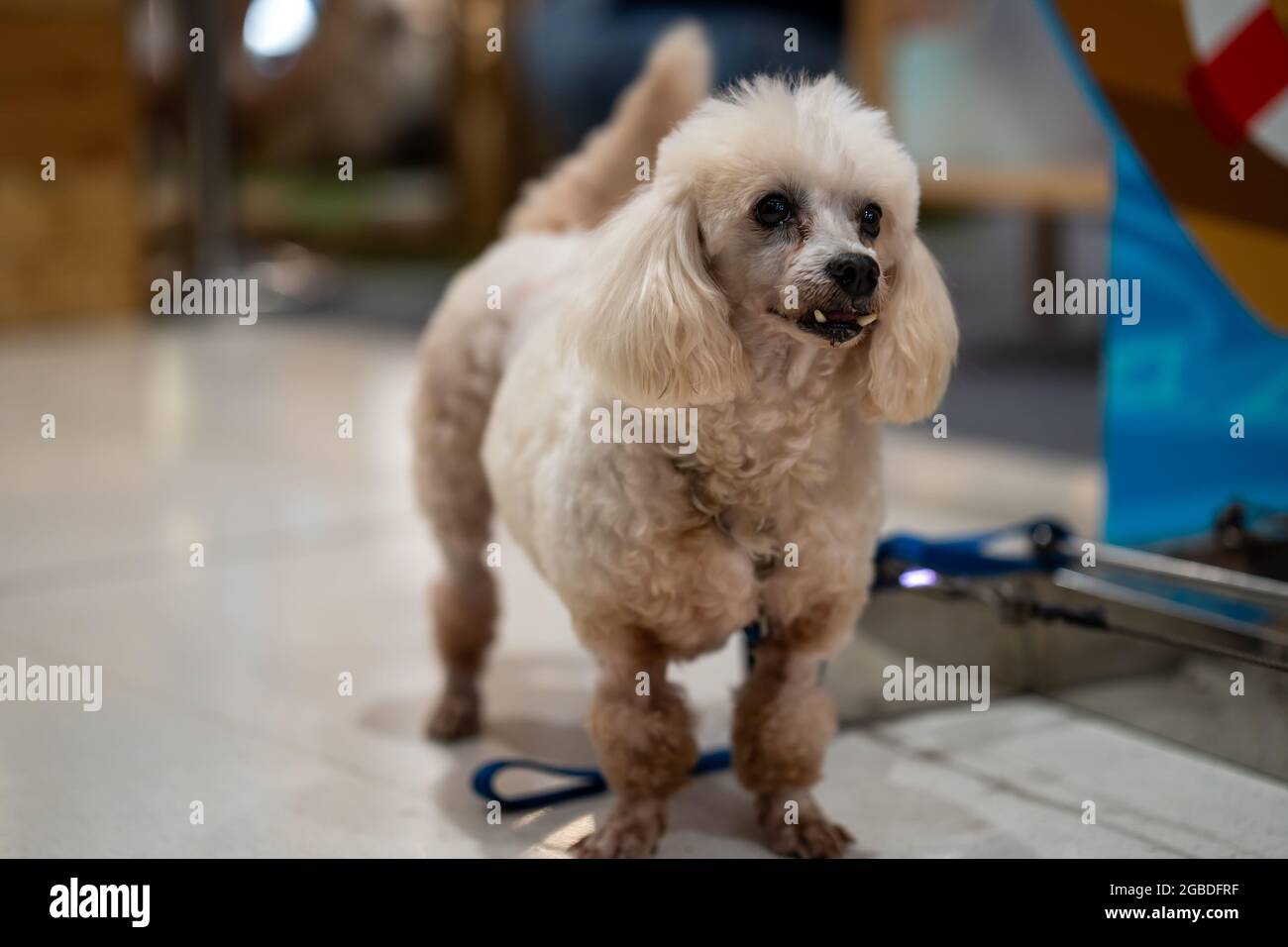 Dirty dog house hi-res stock photography and images - Alamy
