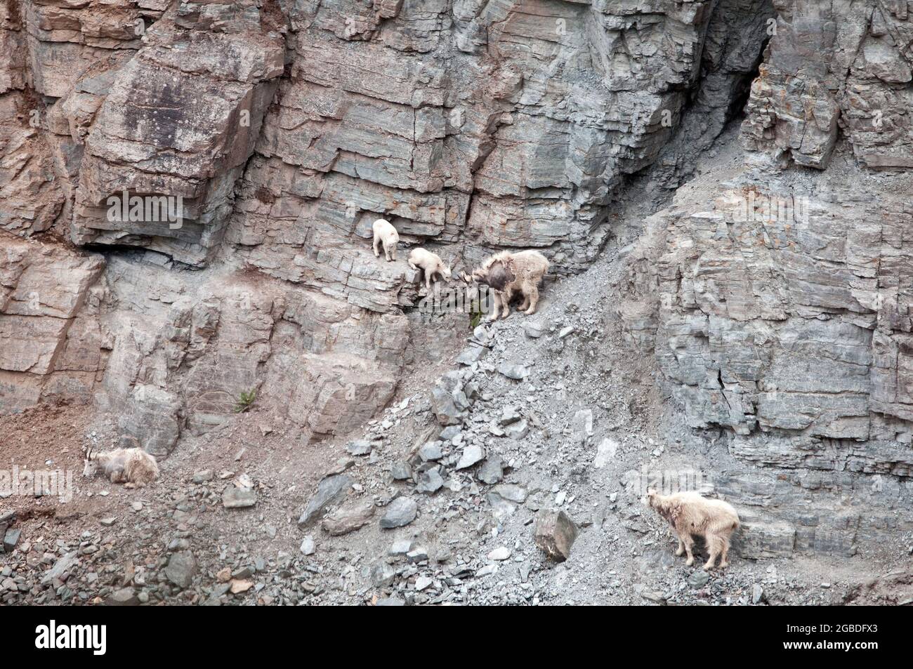 Mountain goats, Goat Lick Crossing on Highway 2, near Glacier National ...