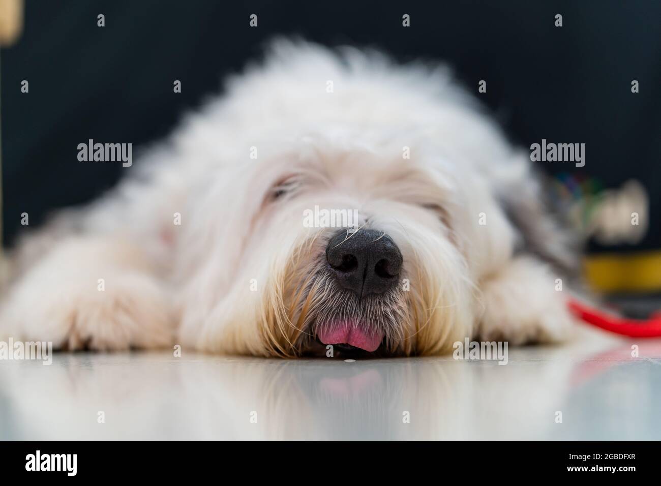 White bobtail hi-res stock photography and images - Alamy