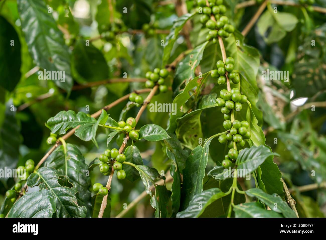 Closeup shot of green coffee beans on a tree Stock Photo - Alamy