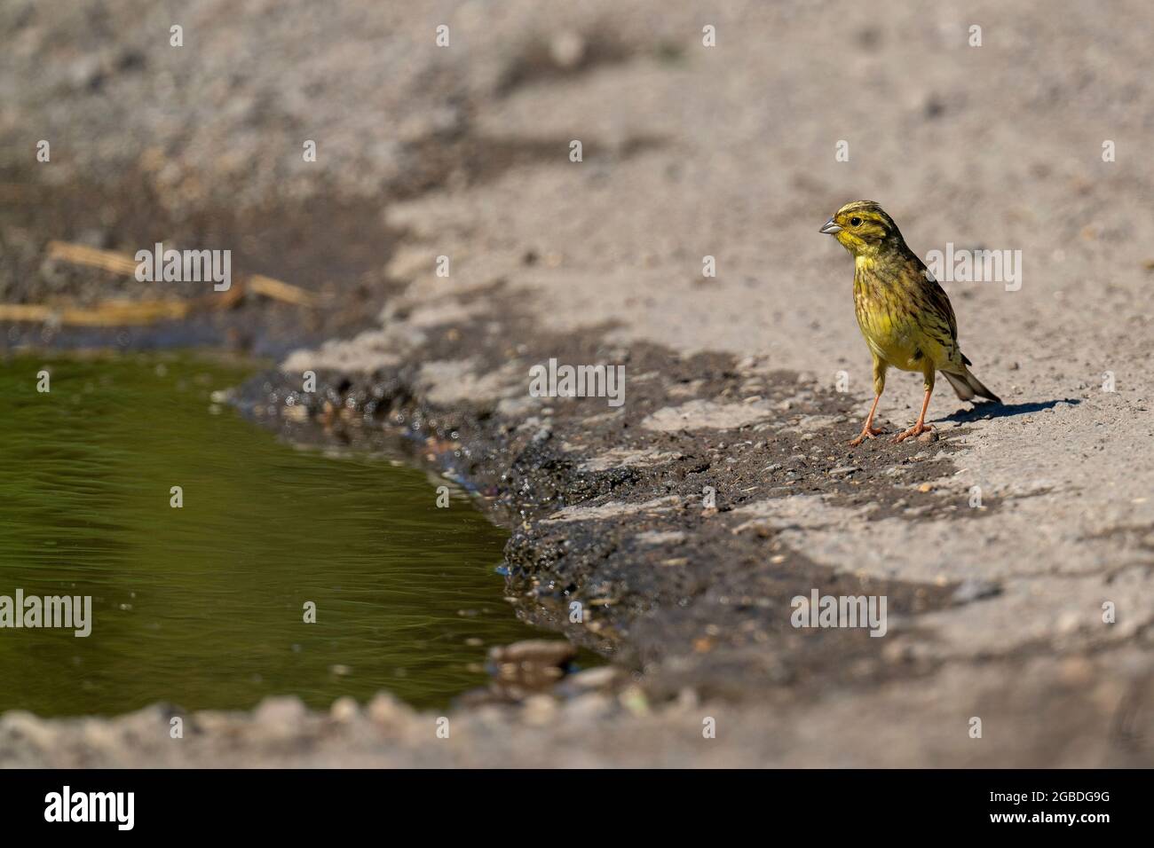 Female Yellowhammer-Emberiza citrinella Stock Photo - Alamy