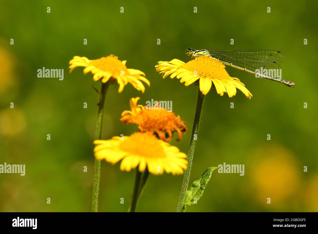 Blue-tailed Damselfliy, female insect on a yellow flower Stock Photo ...