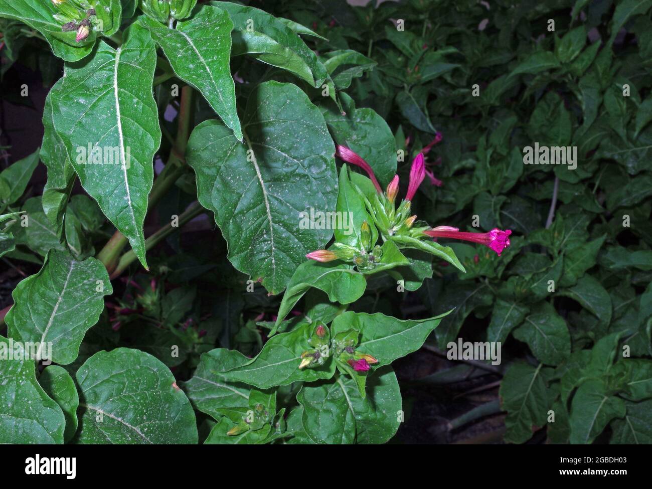 Mirabilis Jalapa Red High Resolution Stock Photography and Images - Alamy
