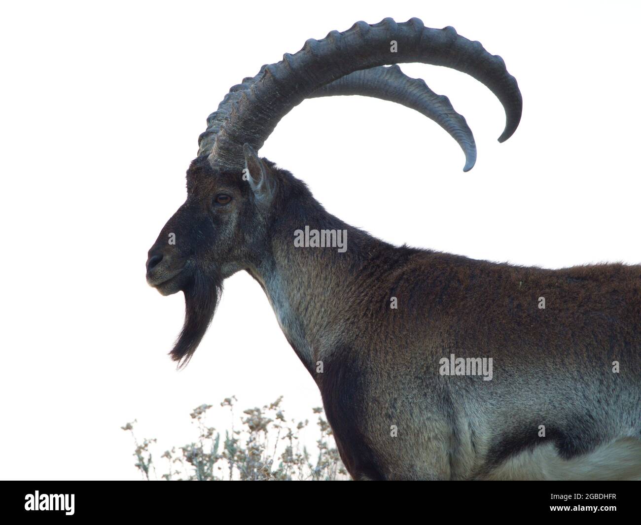 Closeup side on portrait of Endangered Walia ibex (Capra walie) in ...
