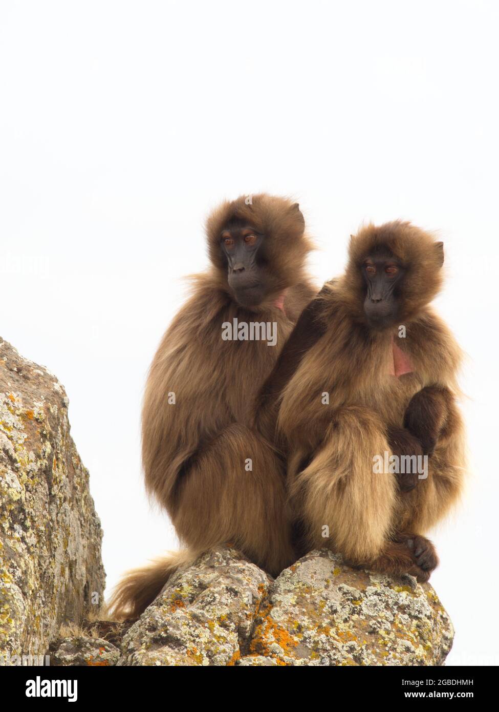 Ethiopian herbivores hi-res stock photography and images - Alamy