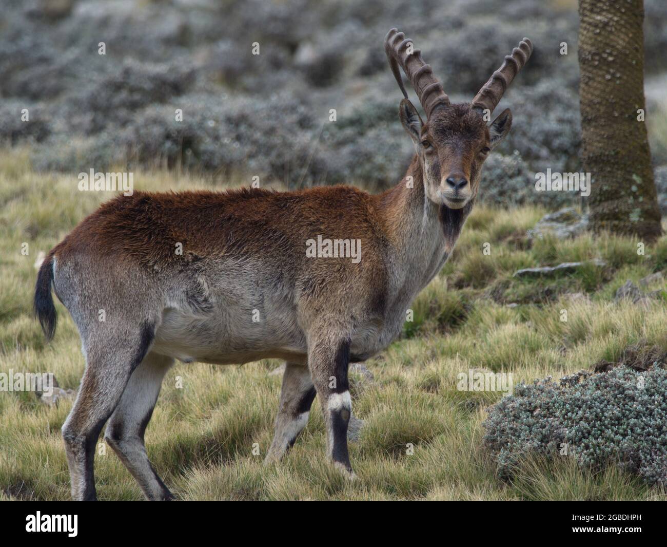 Closeup side on portrait of Endangered Walia ibex (Capra walie) looking ...