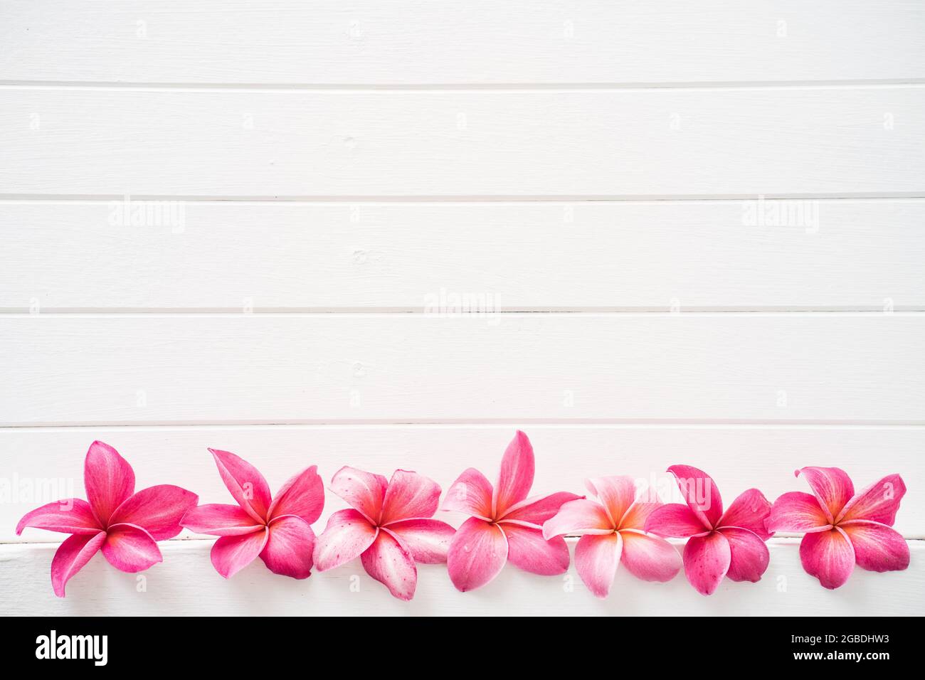 Pink aligned flowers on white plank wooden border, with copy space ...