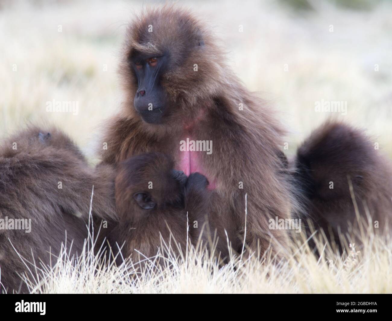 Closeup family portrait of Gelada Monkey (Theropithecus gelada ...