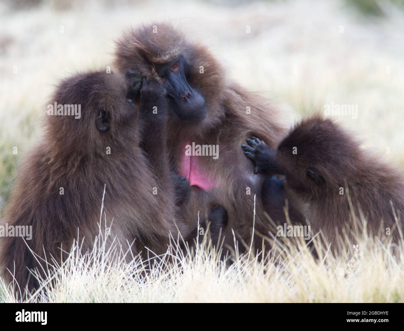 Closeup portrait of Gelada Monkey (Theropithecus gelada) family ...