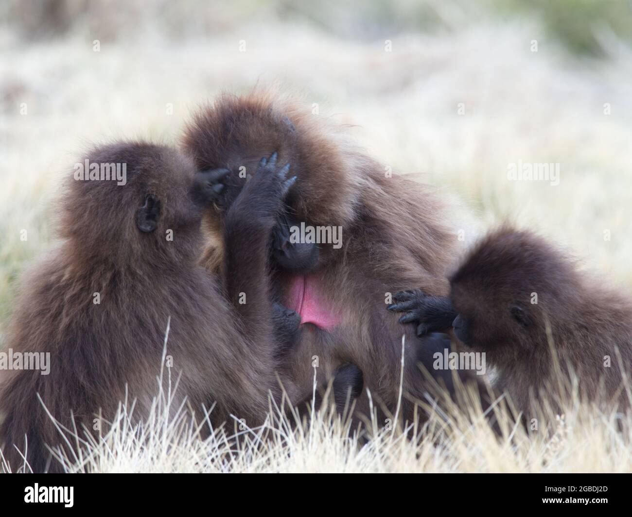 Closeup portrait of Gelada Monkey (Theropithecus gelada) family ...