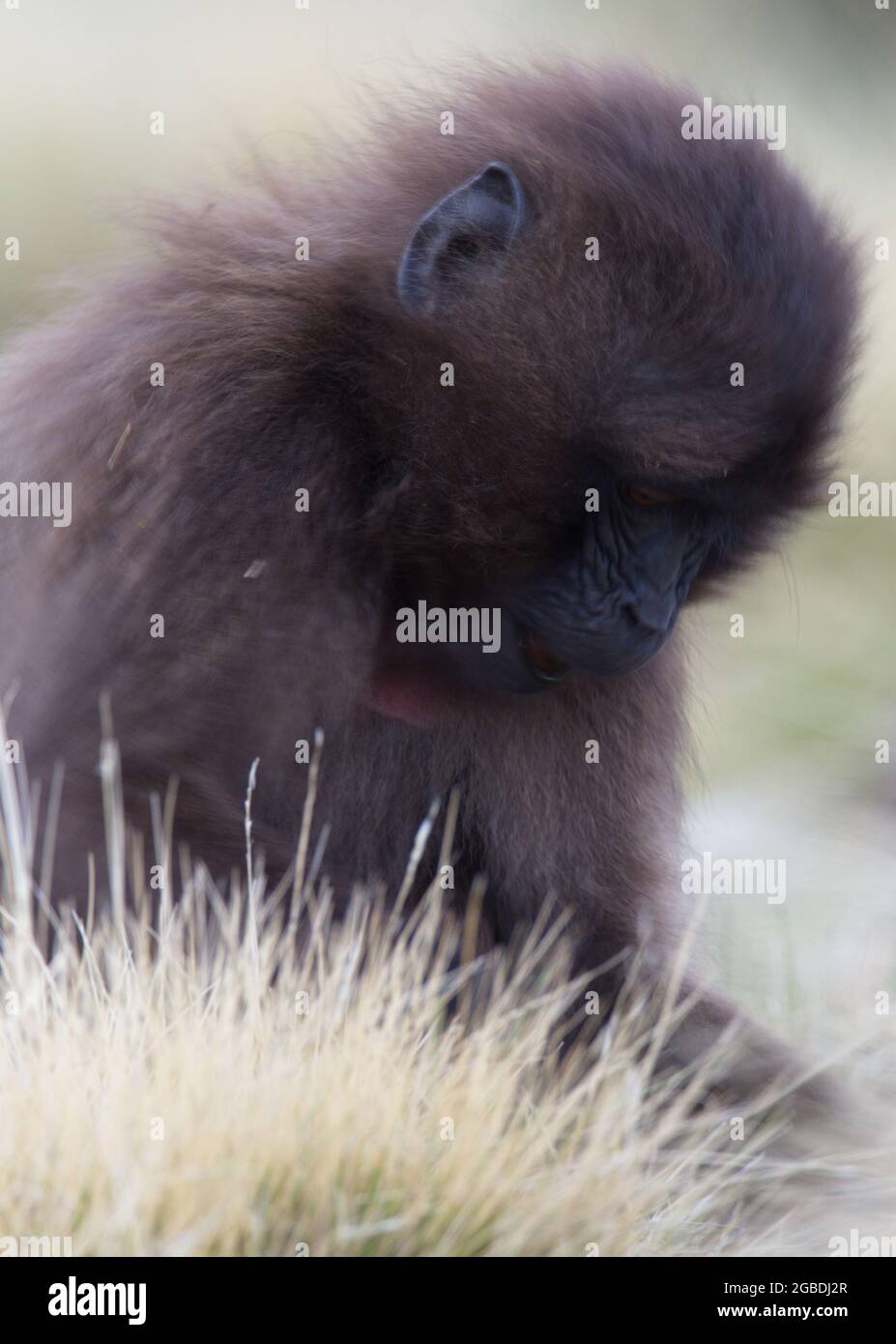Ethiopian monkey hi-res stock photography and images - Alamy