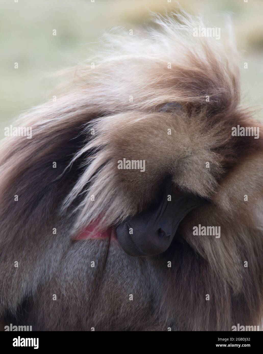 Closeup portrait of adult Gelada Monkey (Theropithecus gelada) grazing ...
