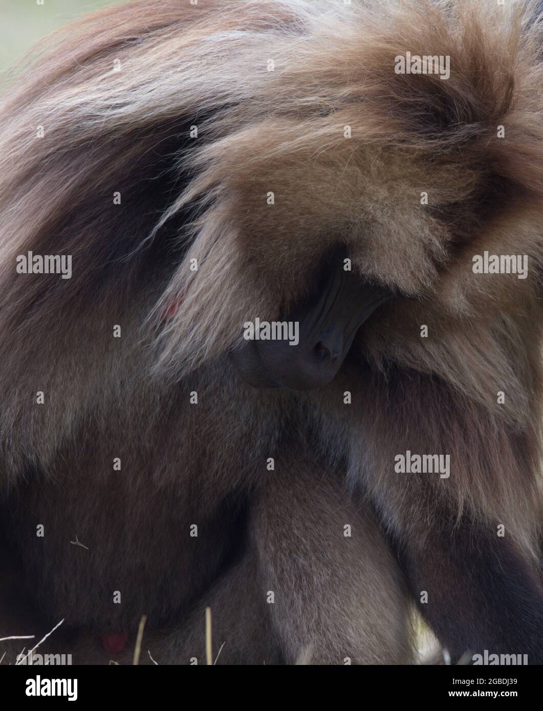 Closeup side on portrait of adult Gelada Monkey (Theropithecus gelada ...