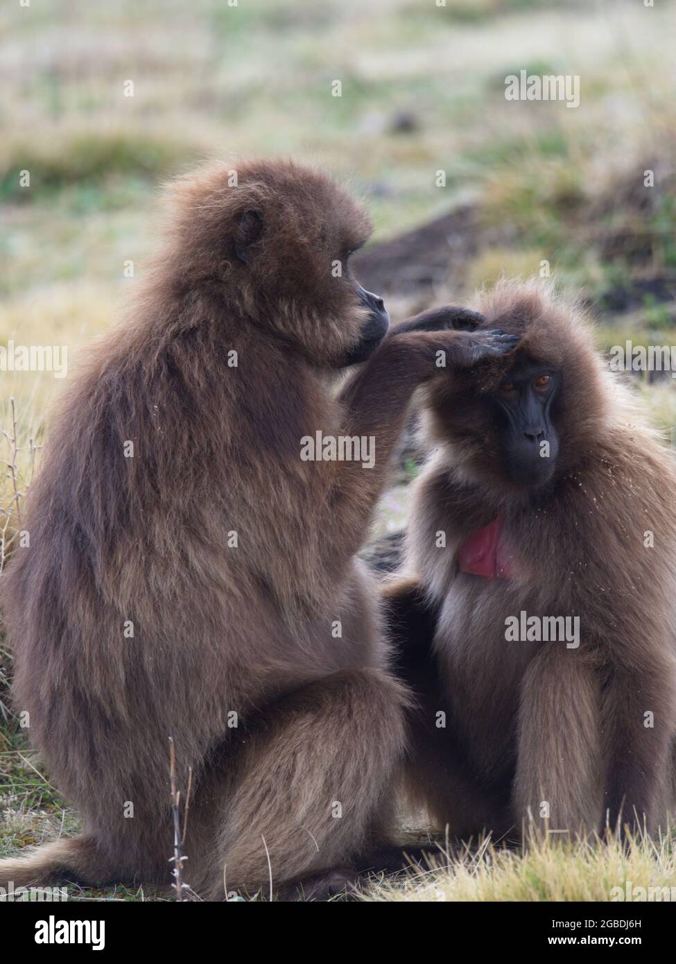 Closeup portrait of two adult Gelada Monkey (Theropithecus gelada ...