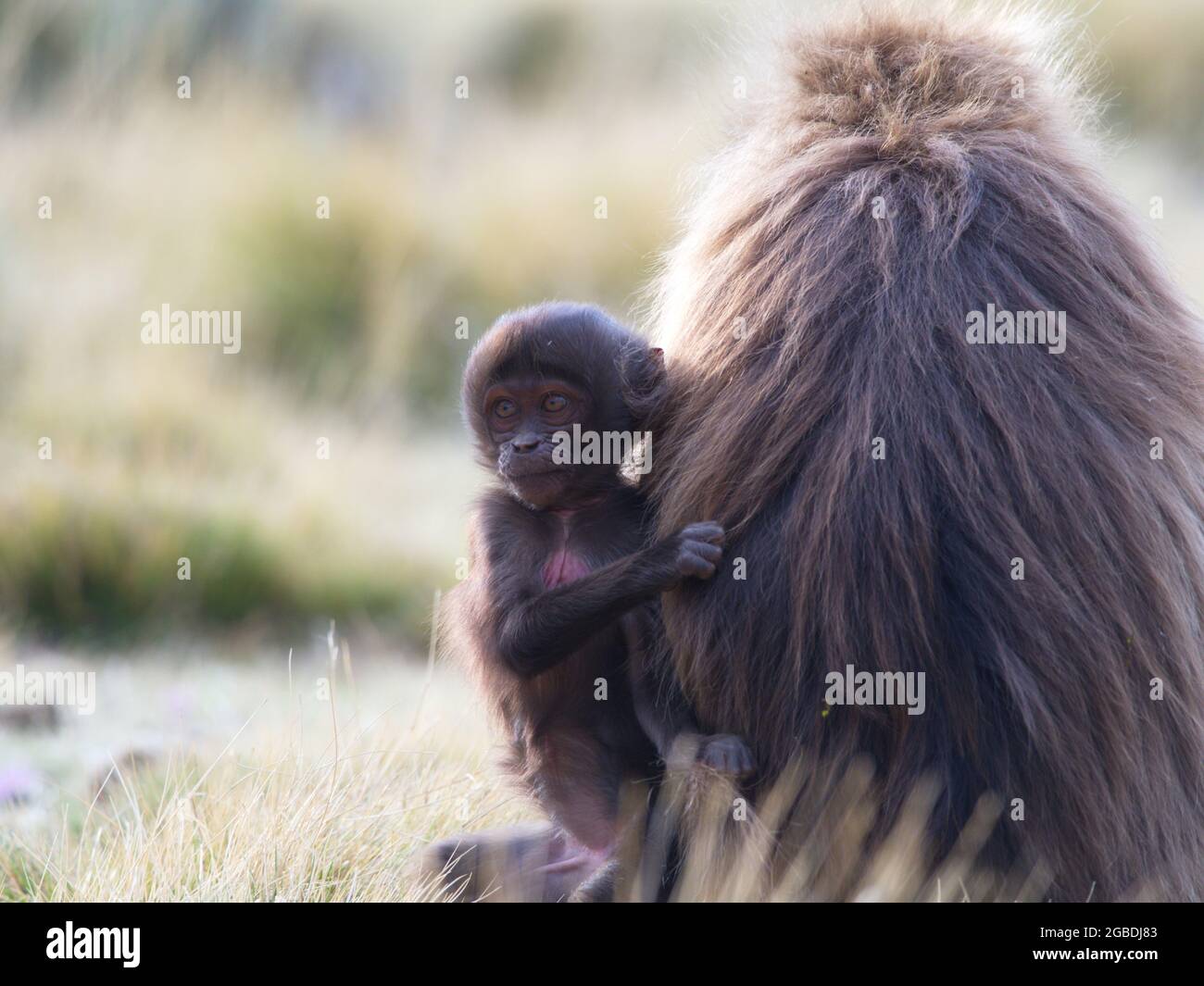 Closeup portrait of baby Gelada Monkey (Theropithecus gelada) holding ...