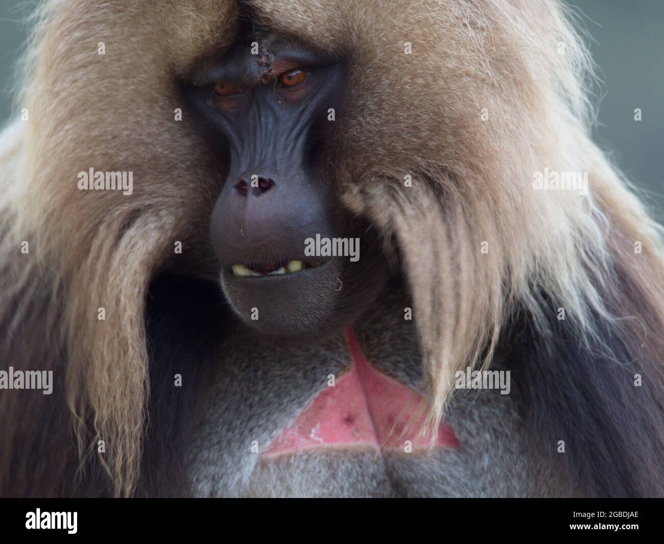 Extreme closeup portrait of adult Gelada Monkey (Theropithecus gelada ...