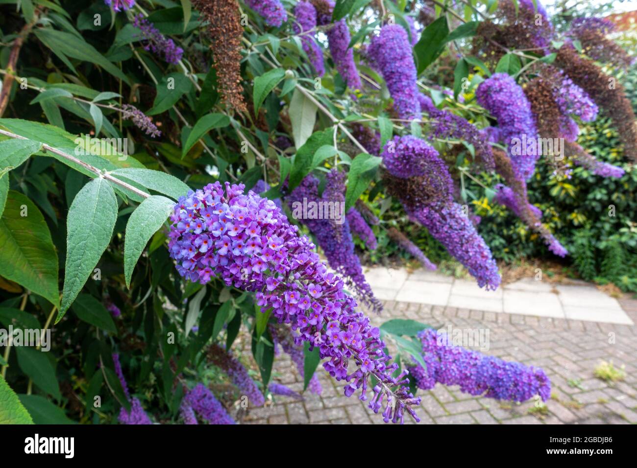 Close up of purple flowers on a buddleia bush Stock Photo - Alamy