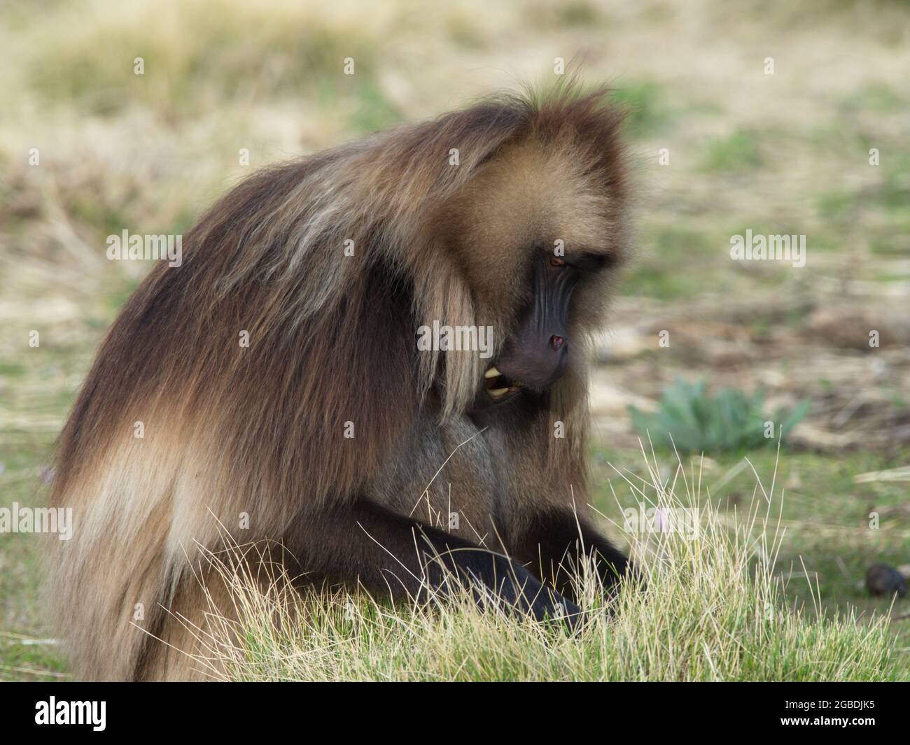 Closeup portrait of adult Gelada Monkey (Theropithecus gelada) grazing ...