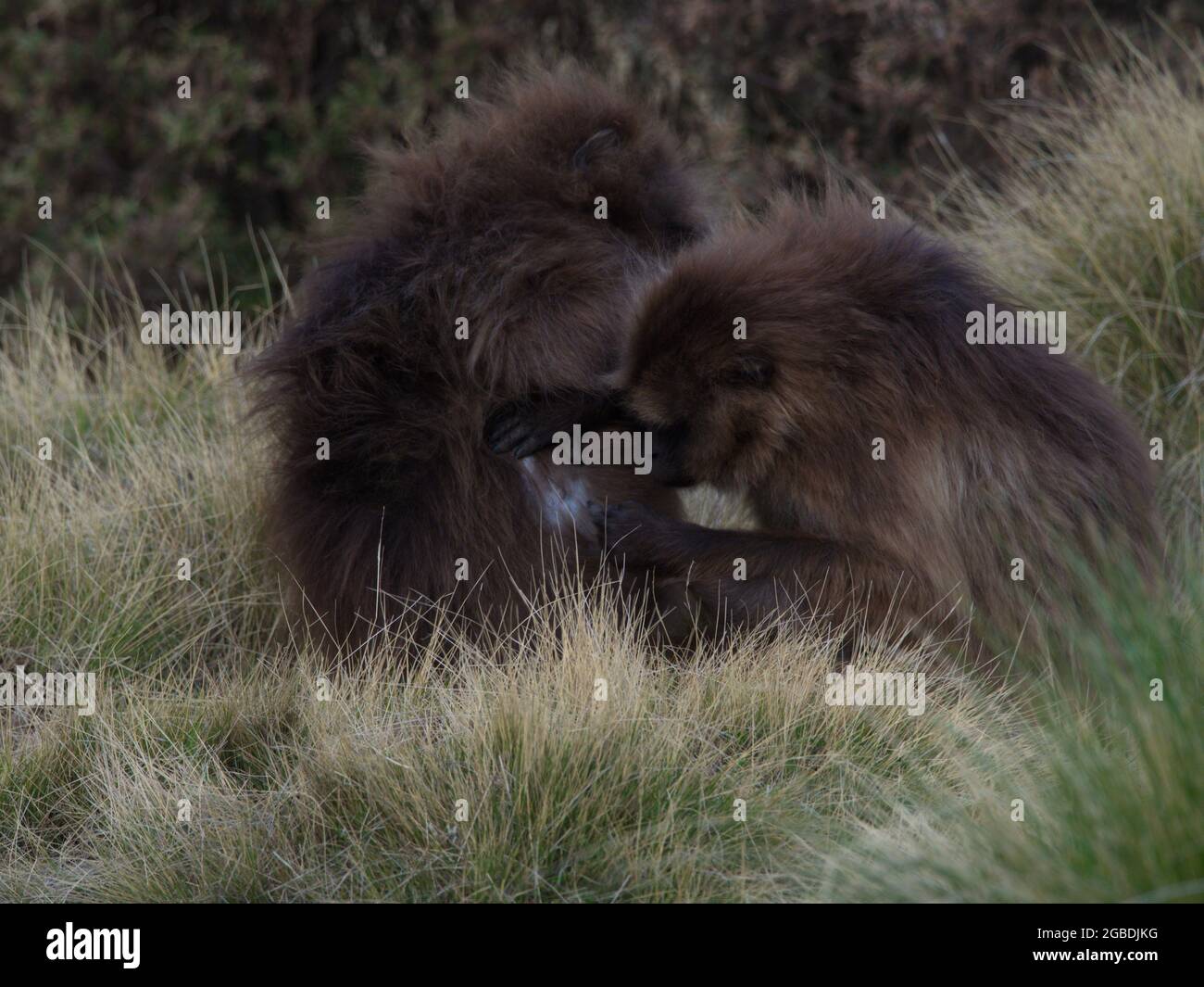 Closeup portrait of two adult Gelada Monkey (Theropithecus gelada ...