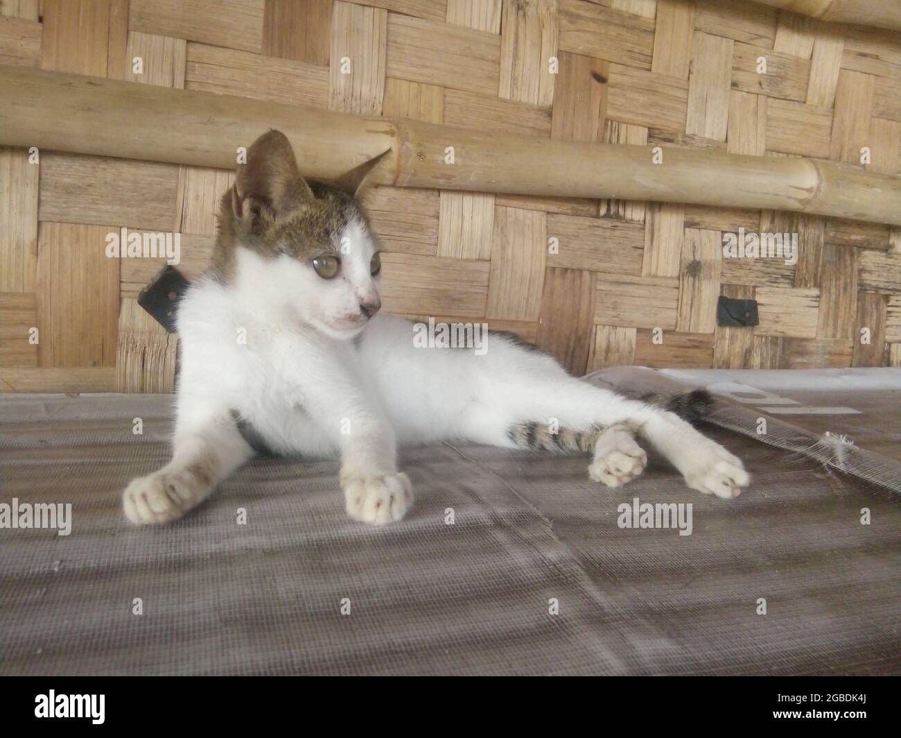 Young cat lying on table hi-res stock photography and images - Alamy