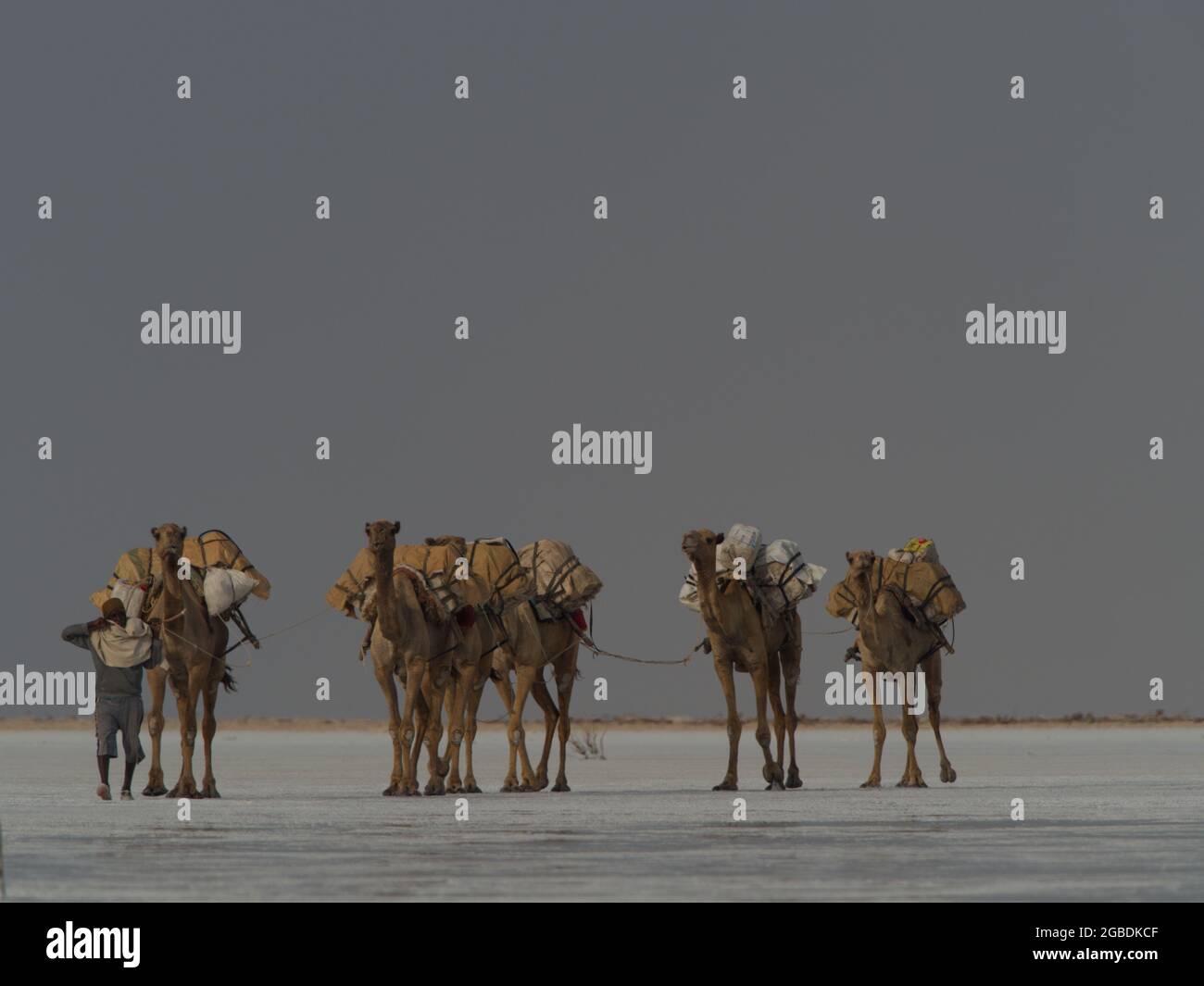 Closeup landscape portrait of camel caravan transporting salt across ...