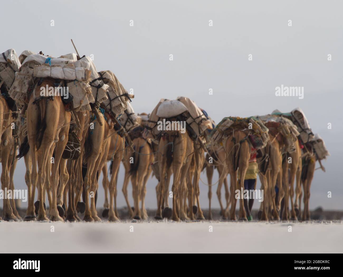 Ground view landscape portrait of camel caravan transporting salt ...