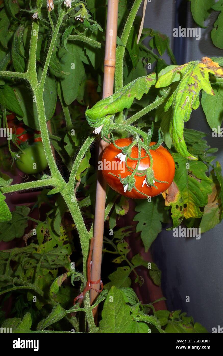 Tomatoes fruits close-up Stock Photo - Alamy