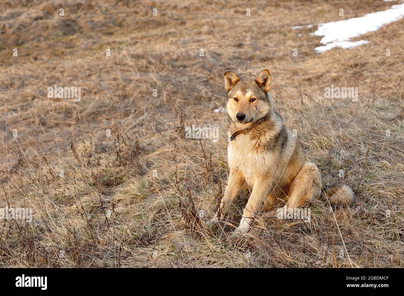 portrait of a stray dog with a scar on his cheek Stock Photo - Alamy