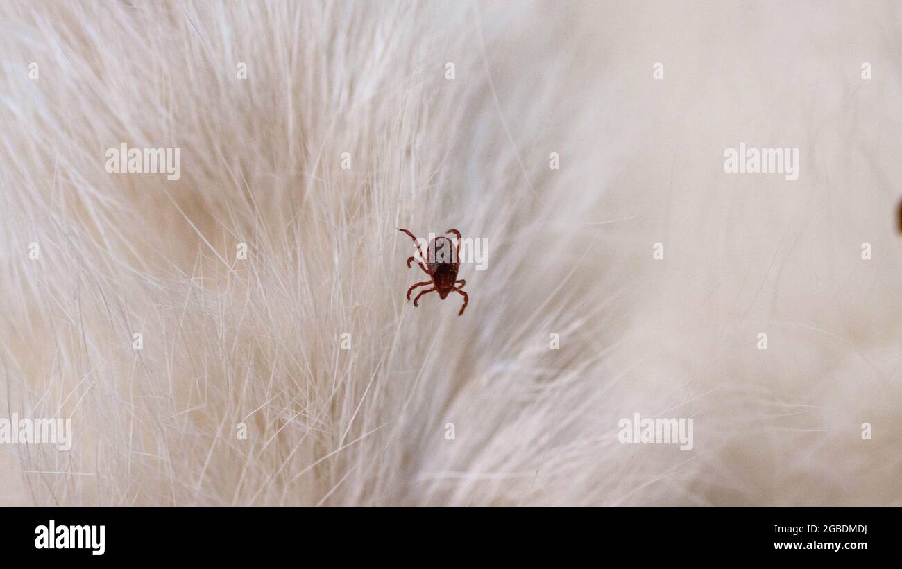 An ixodic infectious tick stuck to the head of a kitten. A tick bit a ...