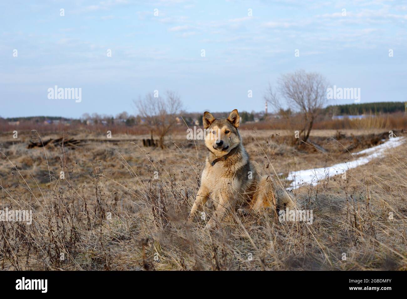 portrait of a stray dog with a scar on his cheek Stock Photo - Alamy
