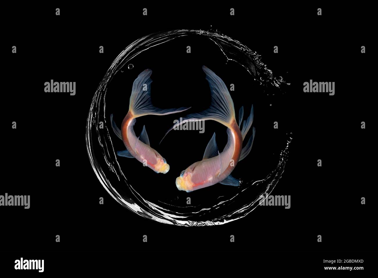 Koi fish are the domestic version of the common carp. This fish is most ...