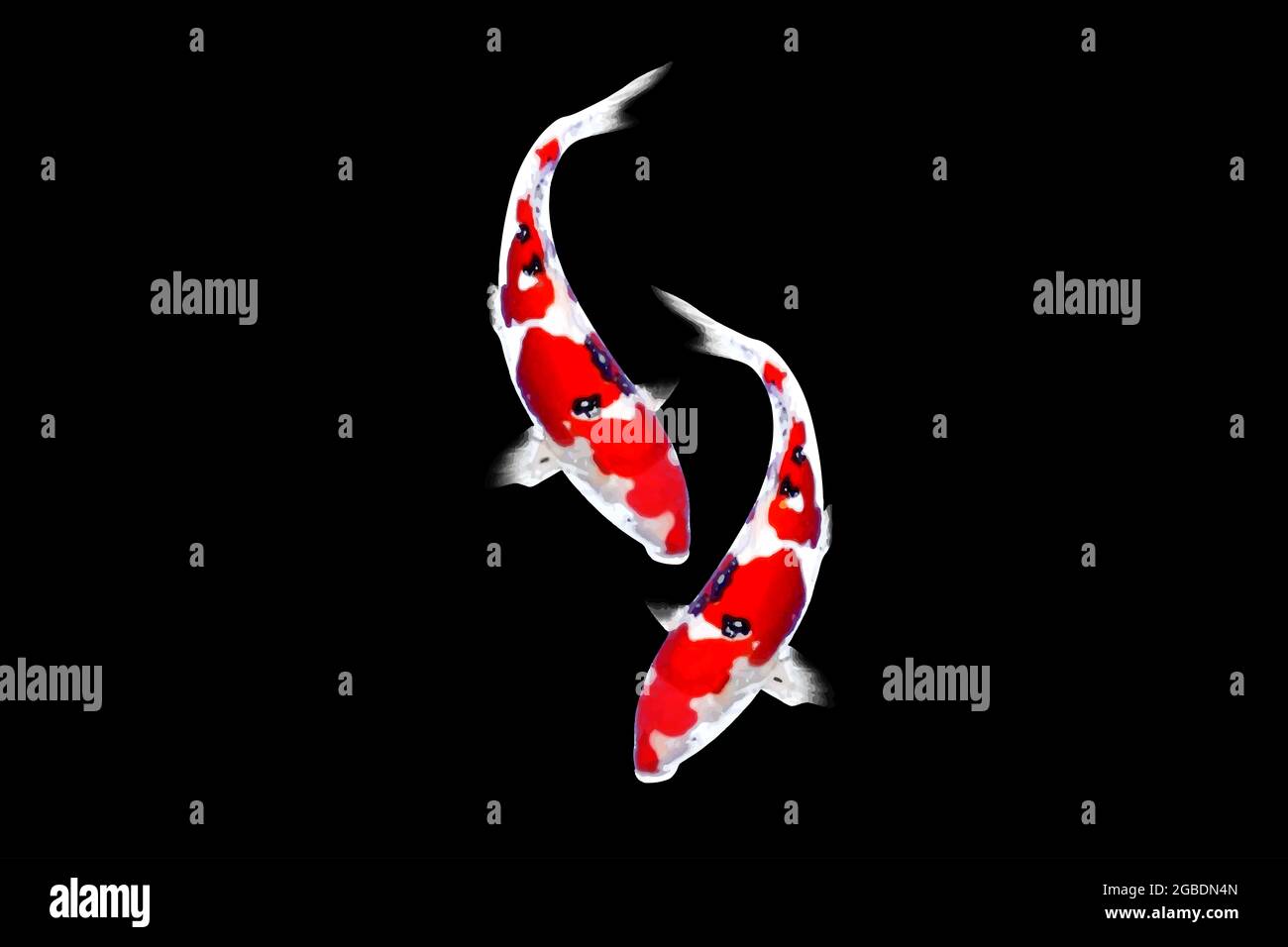 Koi fish are the domestic version of the common carp. This fish is most ...