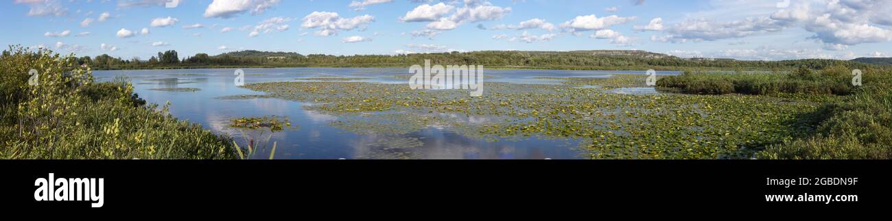 Canada swamp in summer hi-res stock photography and images - Alamy