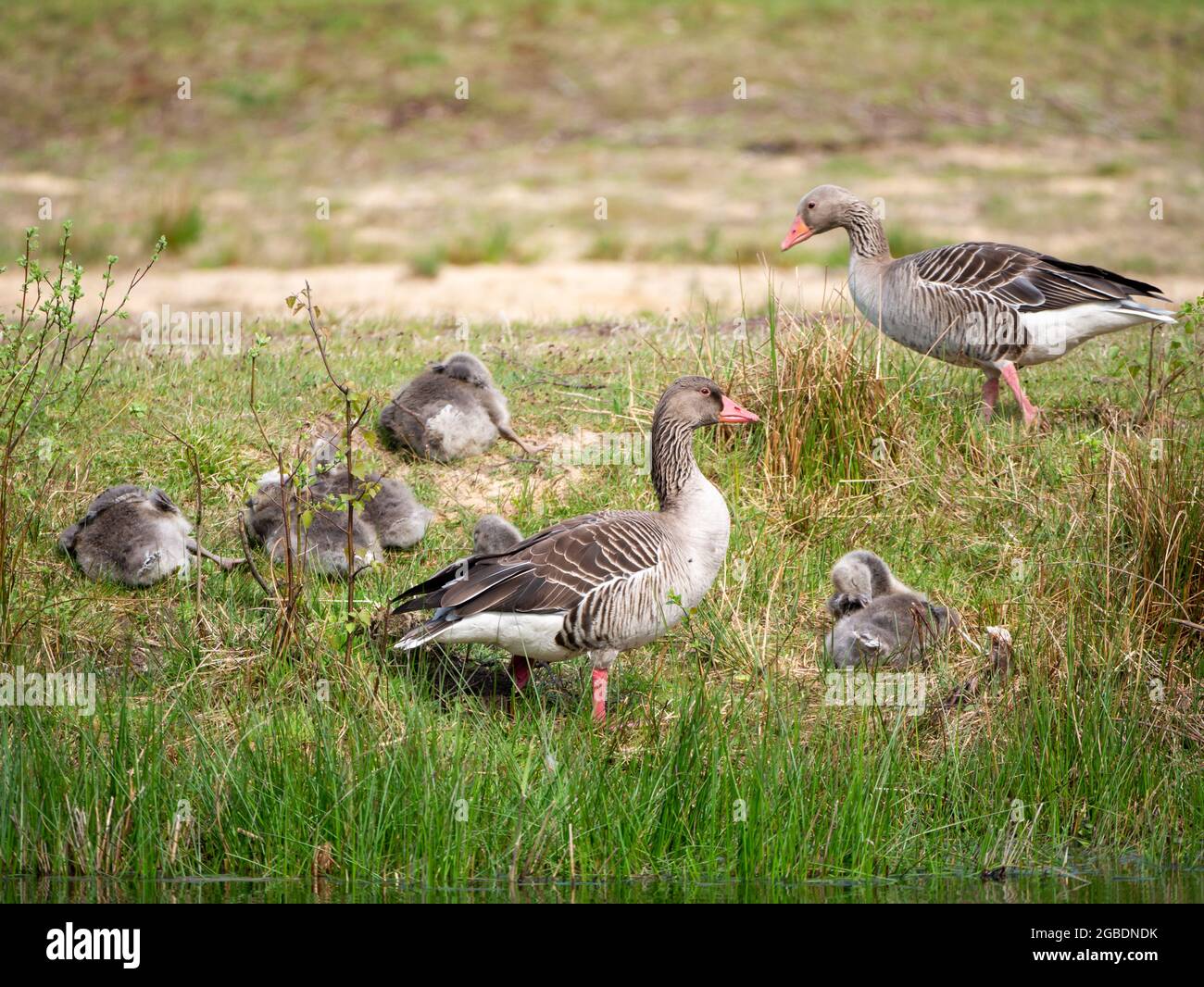 Adult and young geese hi-res stock photography and images - Alamy