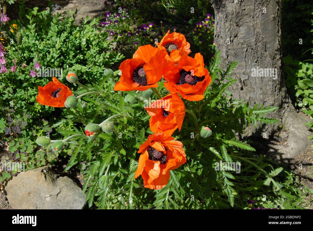 Red poppy, eaton, popiers Stock Photo - Alamy