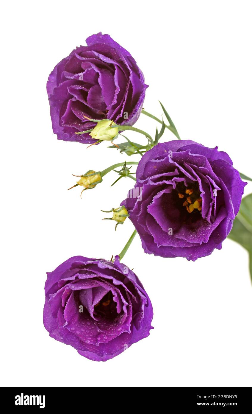 purple eustoma on white background Stock Photo - Alamy