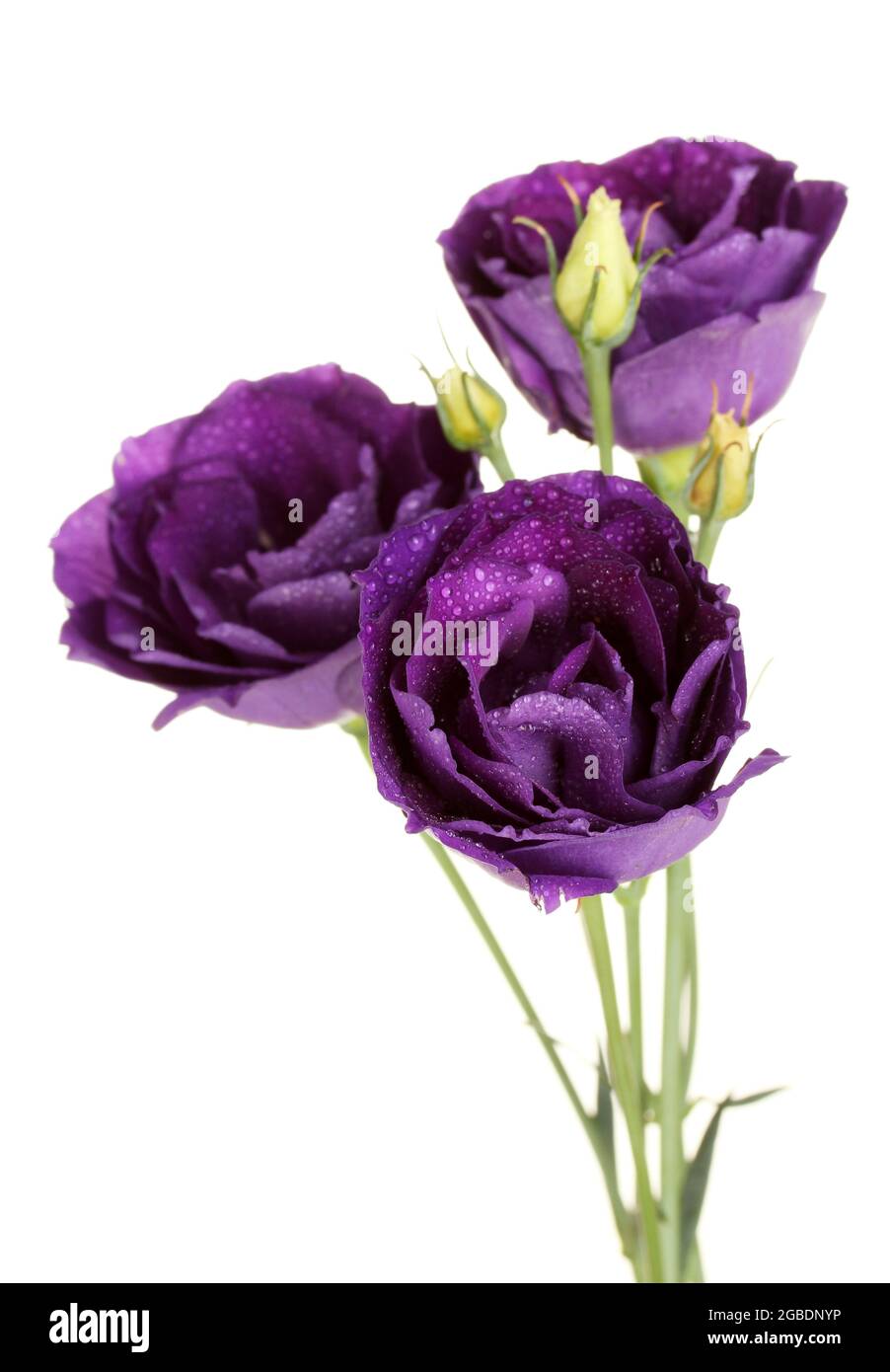 purple eustoma on white background Stock Photo - Alamy