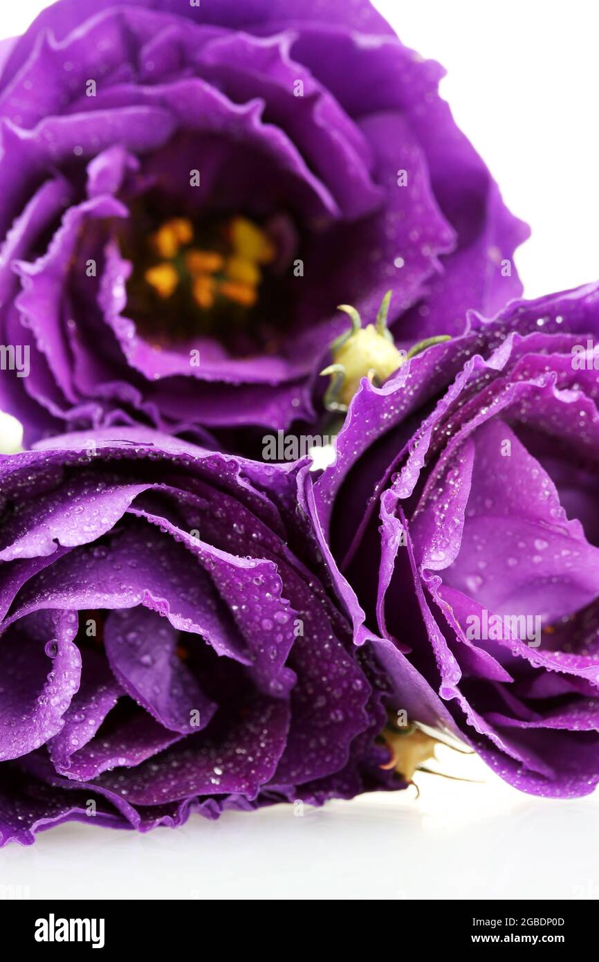 purple eustoma on white background close-up Stock Photo - Alamy