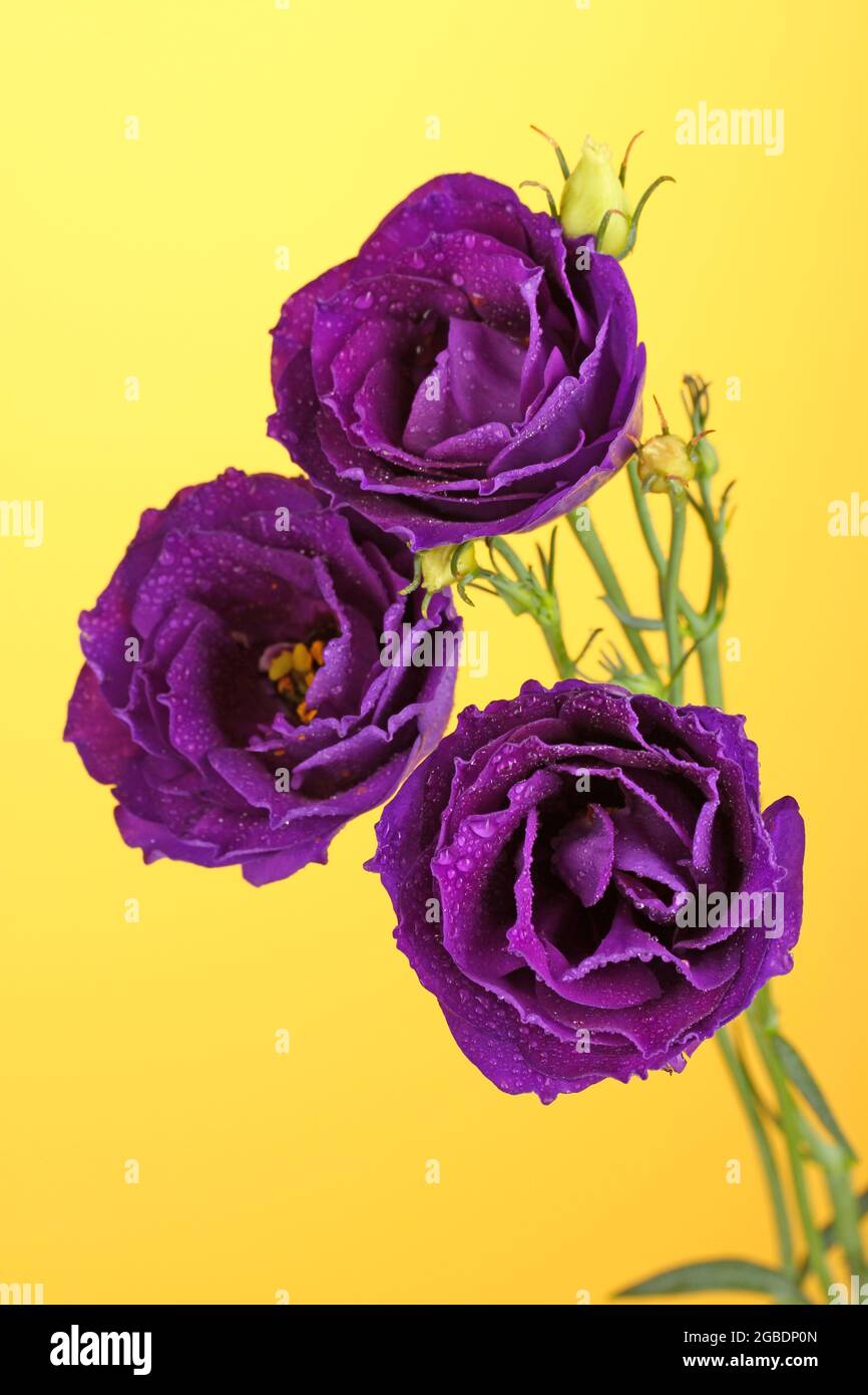 purple eustoma on yellow background Stock Photo - Alamy