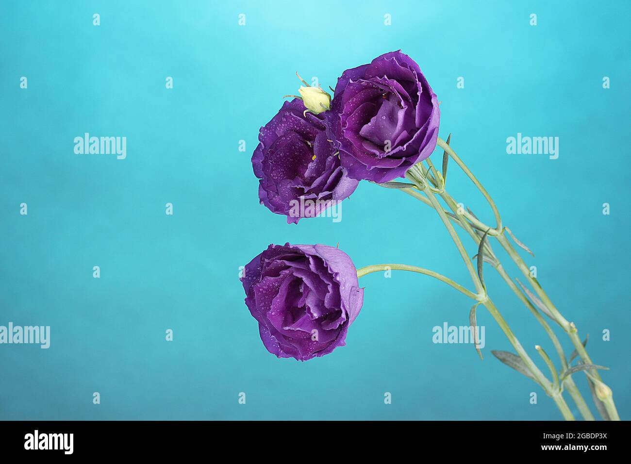 purple eustoma on blue background Stock Photo - Alamy