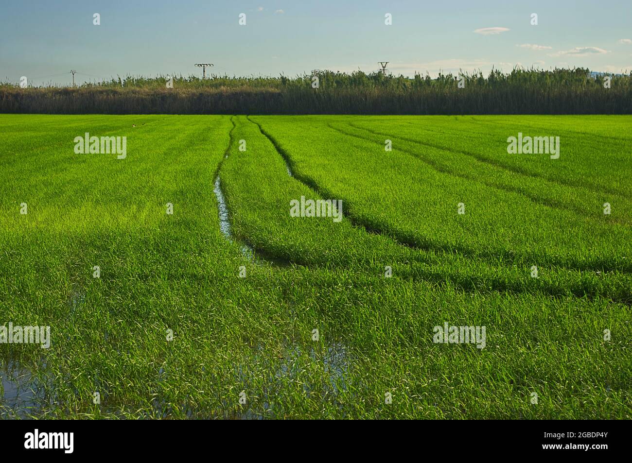 Rice on ground hi-res stock photography and images - Alamy